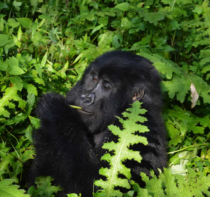 8 Days Wildlife And Primate Safari In Uganda- Bwindi Forest, Lake Mburo,