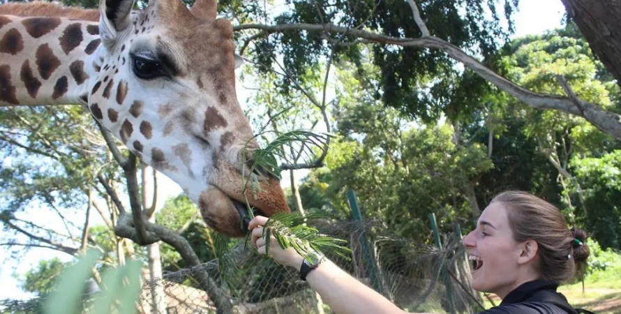 ACTIVITIES AT ENTEBBE ZOO - Vibrant Holiday Safaris