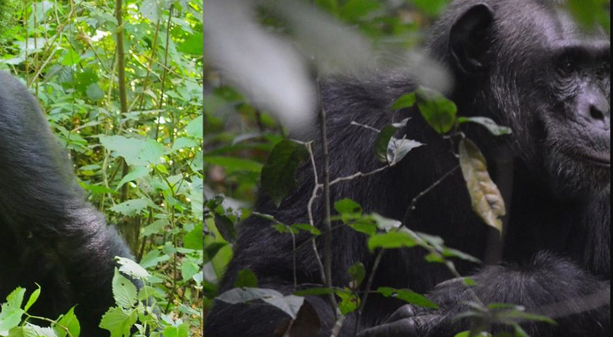 10 Things to do in Rwanda on your honeymoon - Vibrant Holiday Safaris